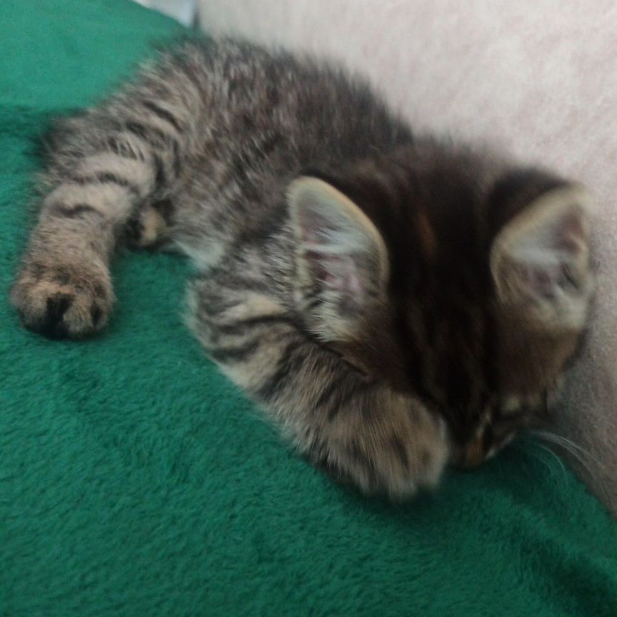 Домашние животные котята бесплатно