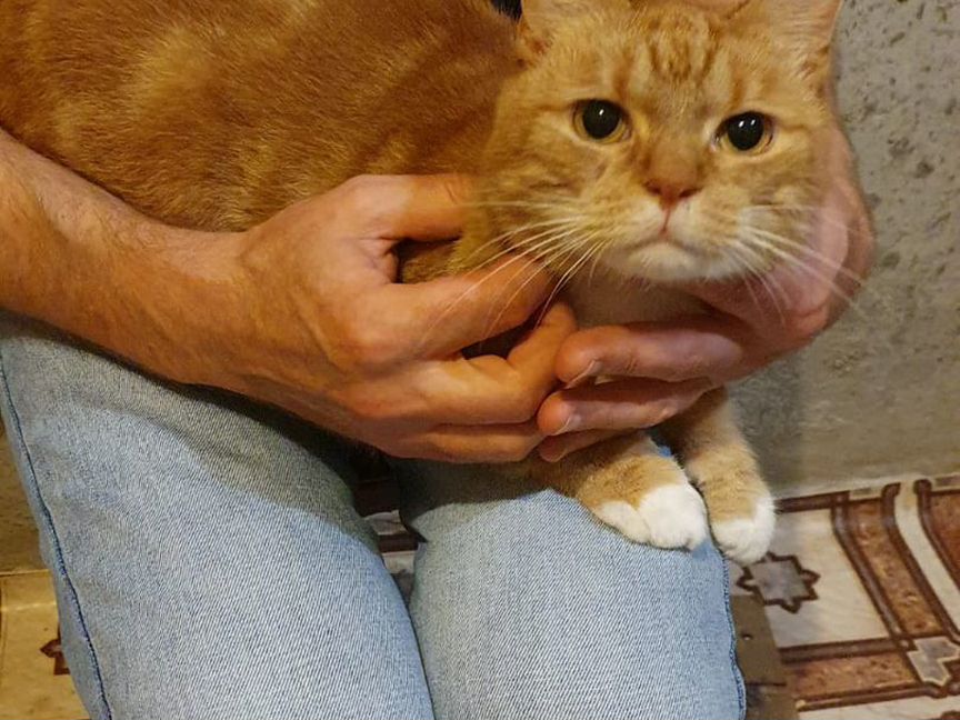 Рыжий котик в хорошие руки