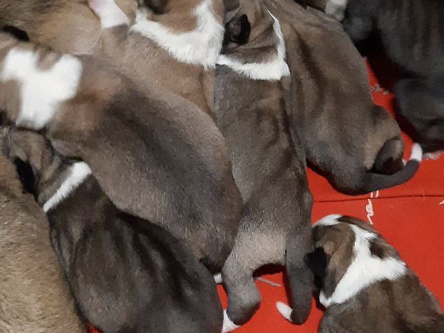 Щенки сао алабай