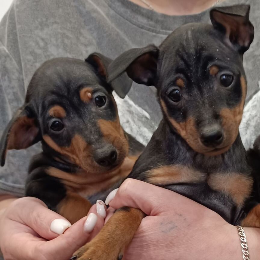 Цвергпинчер, щенок