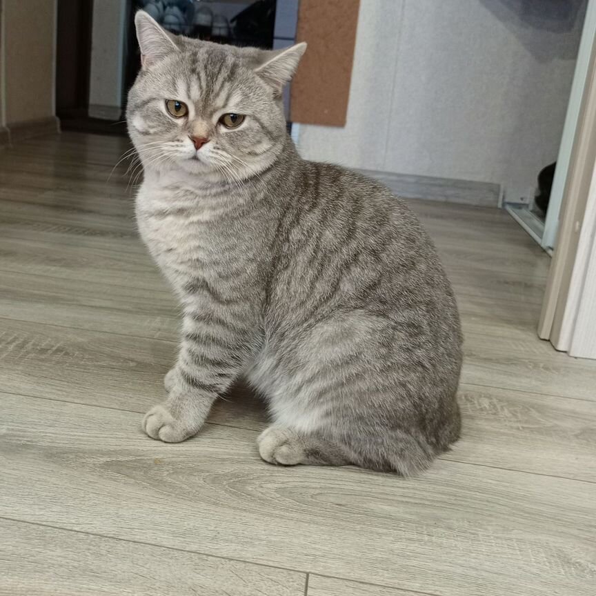 Шотландский кот вязка