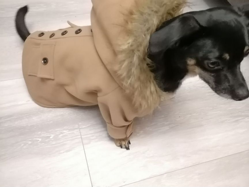 Одежда для средних собак. ассортимент