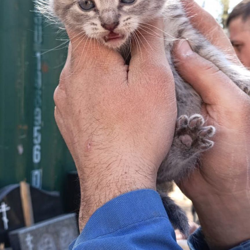 Котёнок бесплатно