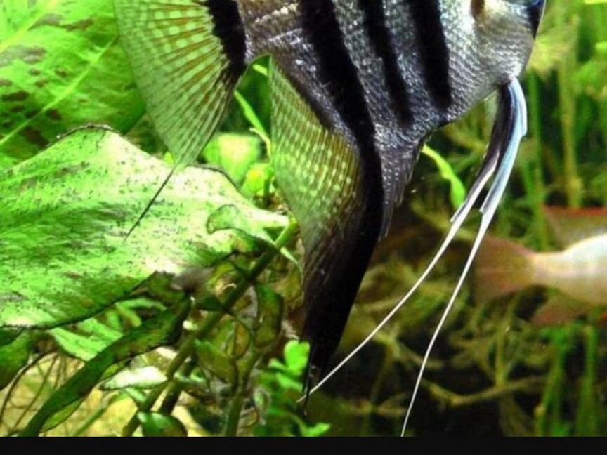 Склярия аквариумная