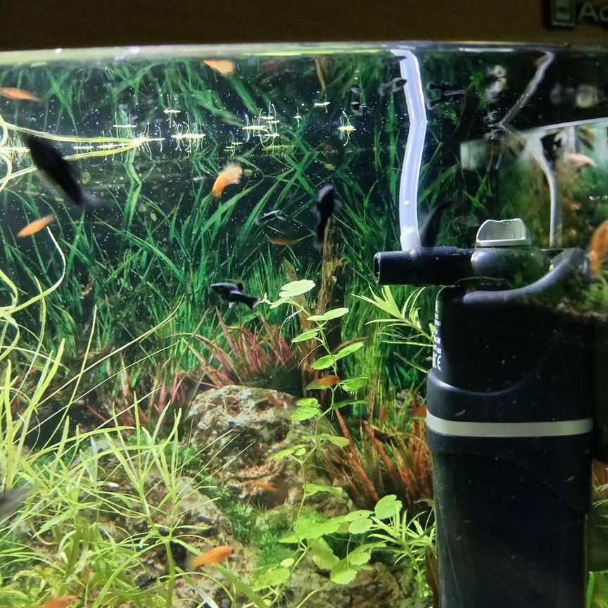 Аквариумные рыбки