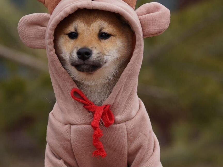 Щенки сиба ину