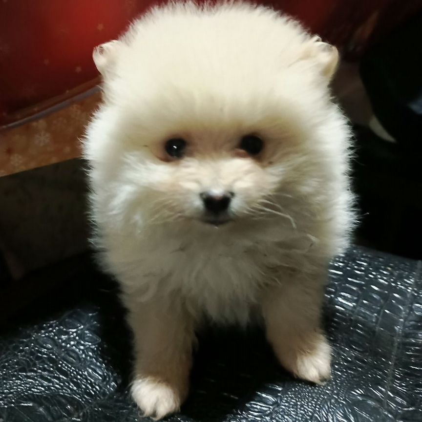 Померанский шпиц, щенок