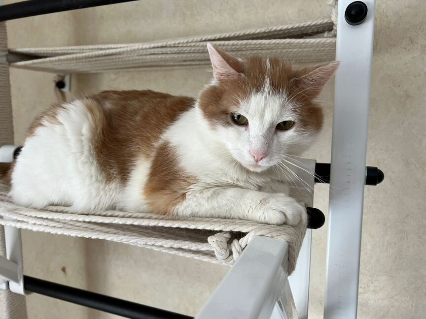 Котик Бегемотик