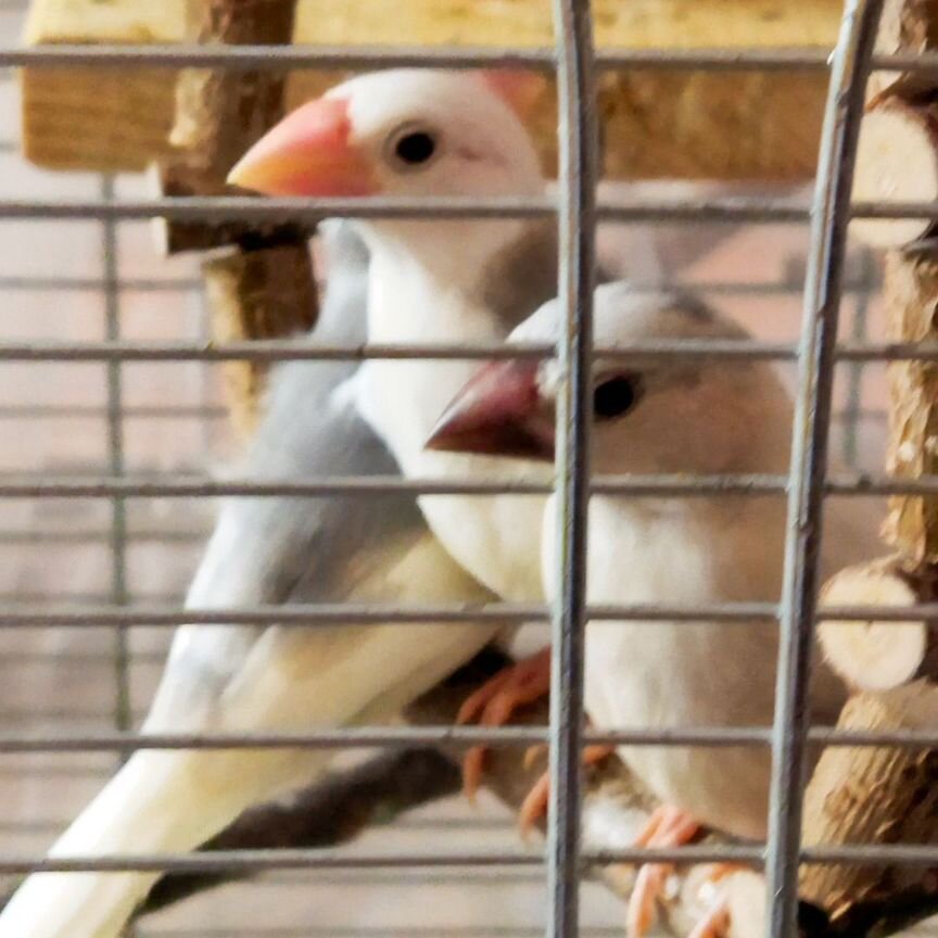 Рисовые амадины