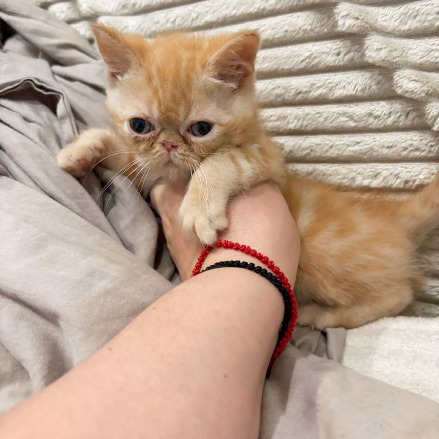 Экзотический котёнок мальчик 2мес