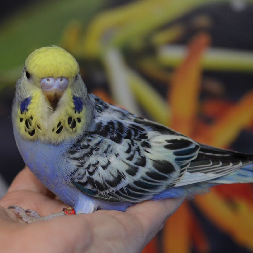 Птенцы волнистых попугаев, ввп (чехи) и полукровки