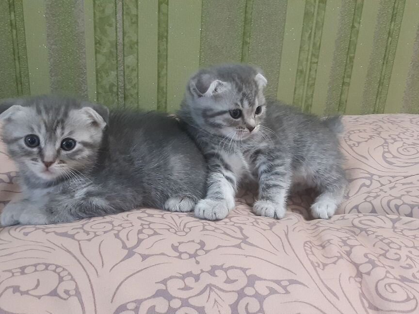 Британские котята