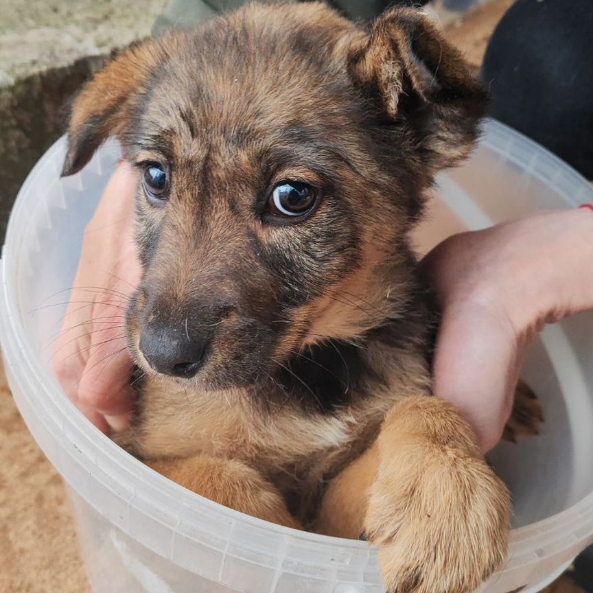 Щенок в добрые руки