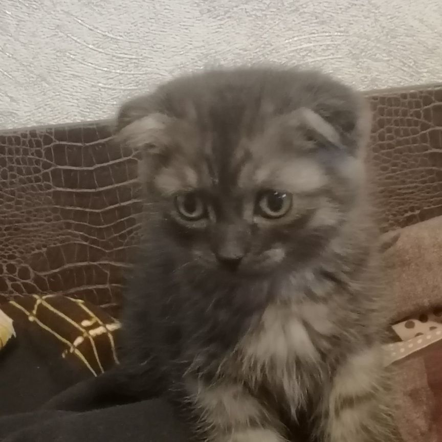 Обычные котята