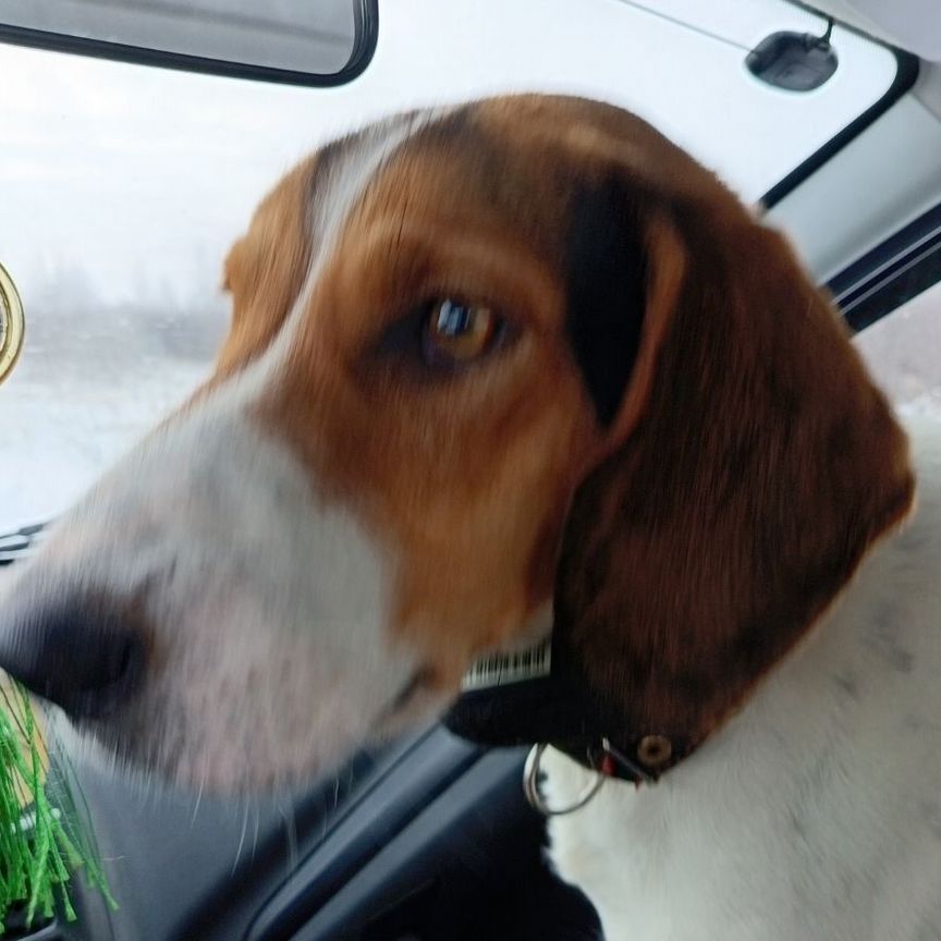 Русская пегая гончая, взрослый пёс