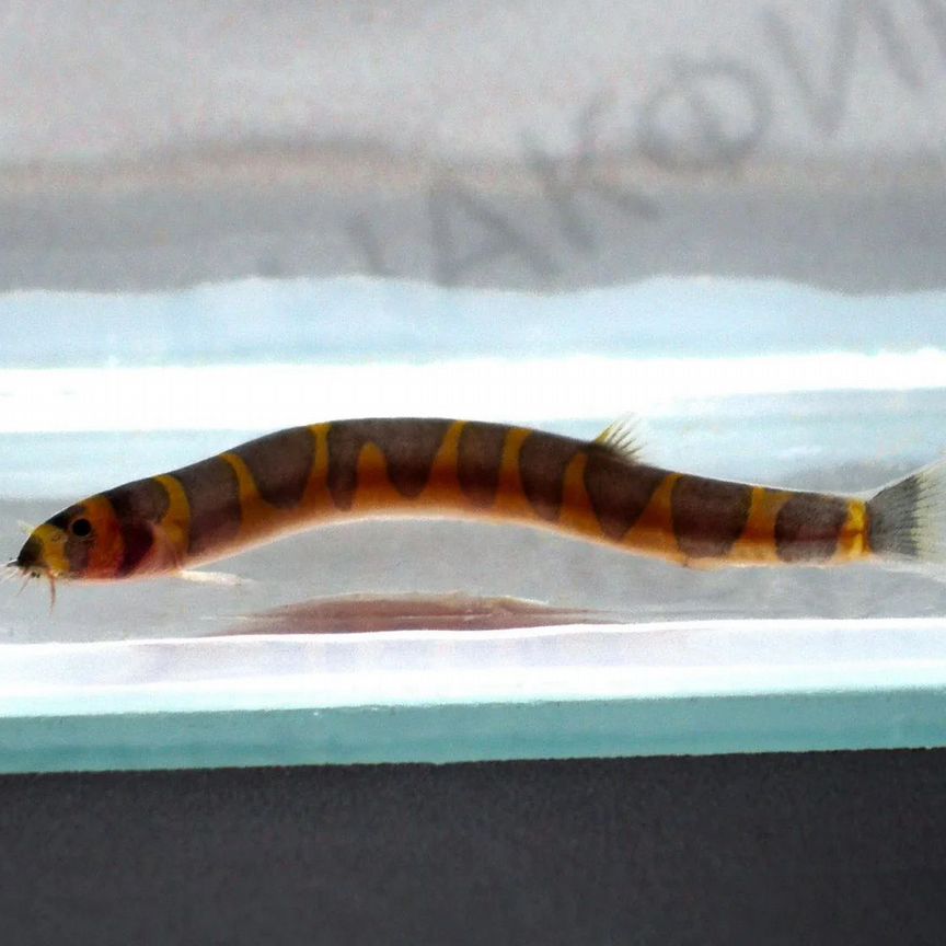 Акантофтальмус кюля