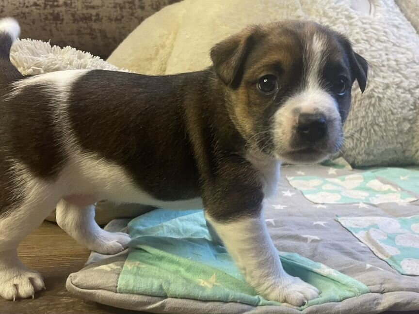 Щенки джек рассел терьер гладкошерстный