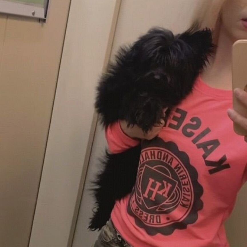 Йорки пу черного окраса