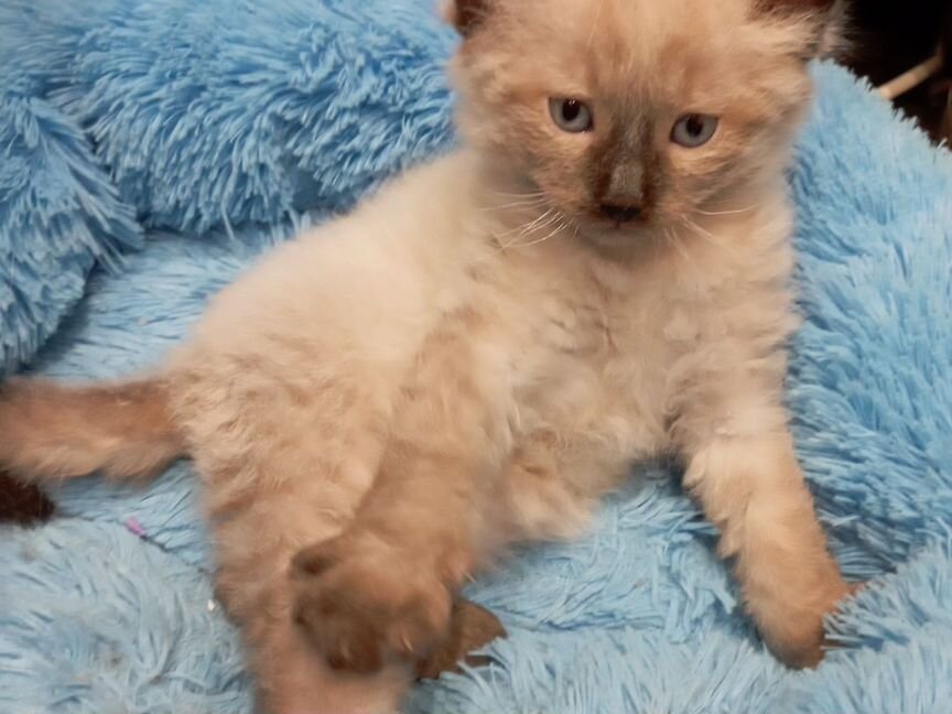 Малыши в любящую семью