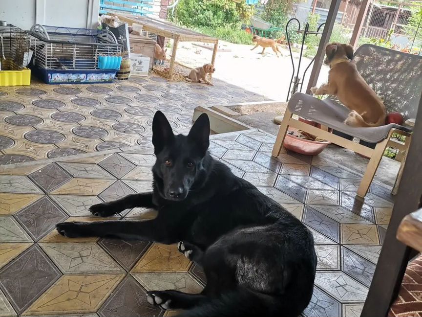 Восточноевропейская овчарка