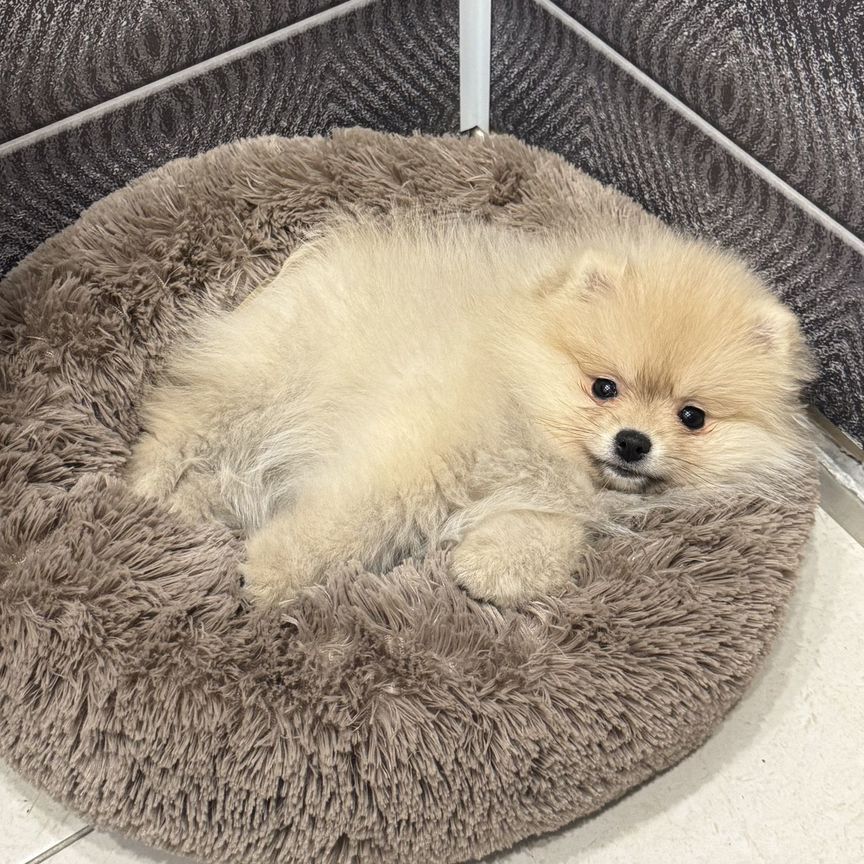 Померанский шпиц, щенок