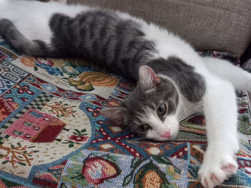 Котята в добрые руки бесплатно мальчик