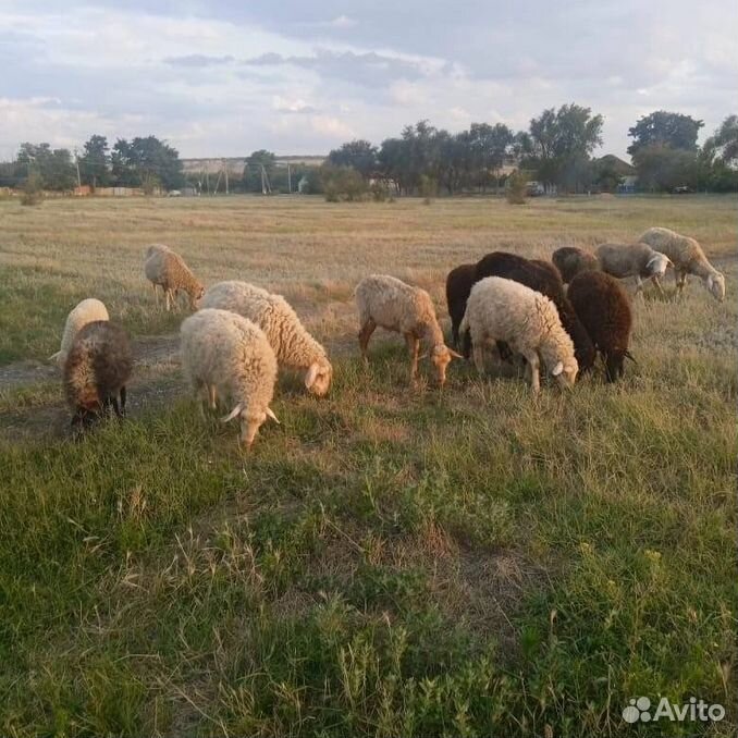 Овцы разных пород и ярки