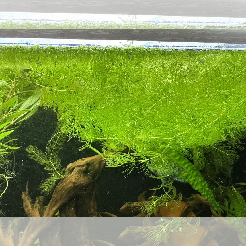 Роголистник в аквариум