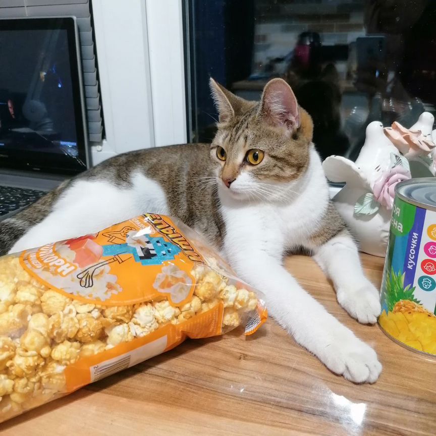 Кошка