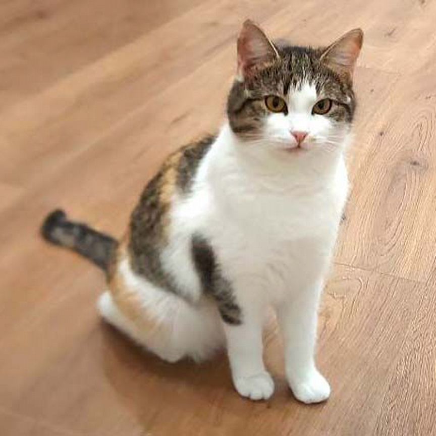 Кроша, годовалая трехцветочка в добрые руки