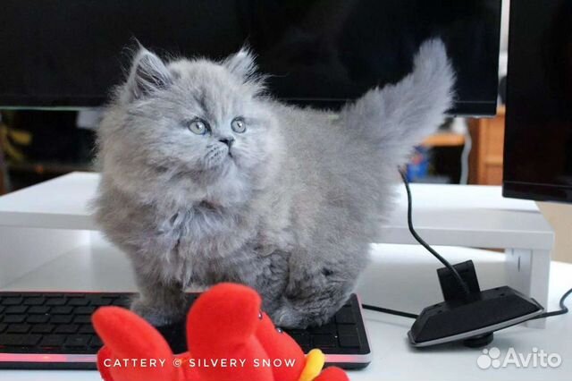 Пушистое облако счастья