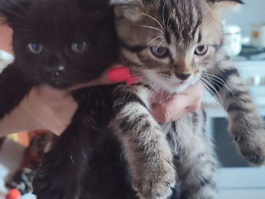 Британская кошка