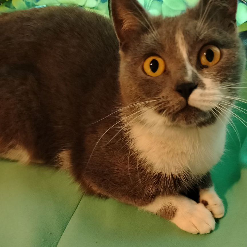 Бенгальская, взрослая кошка