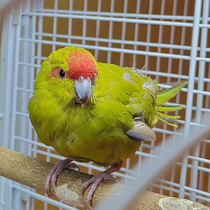 Какарик девочка