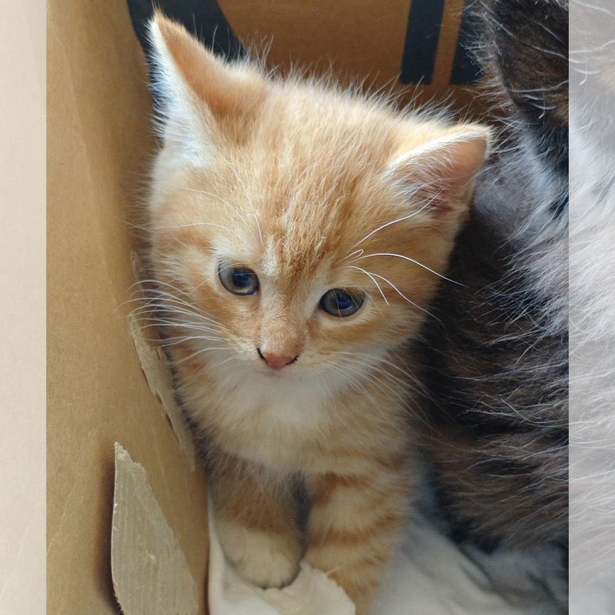 Котёнок в добрые руки