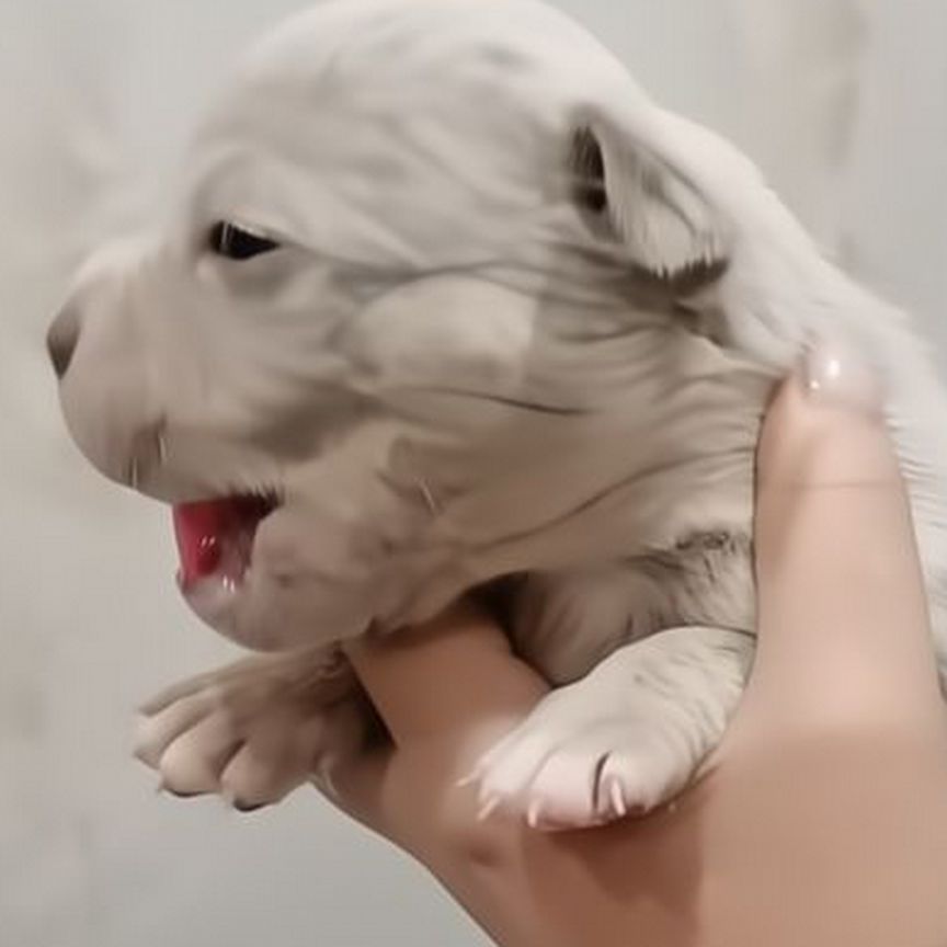 Американский булли, щенок