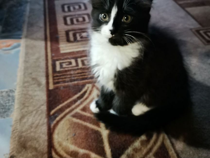 Котенок