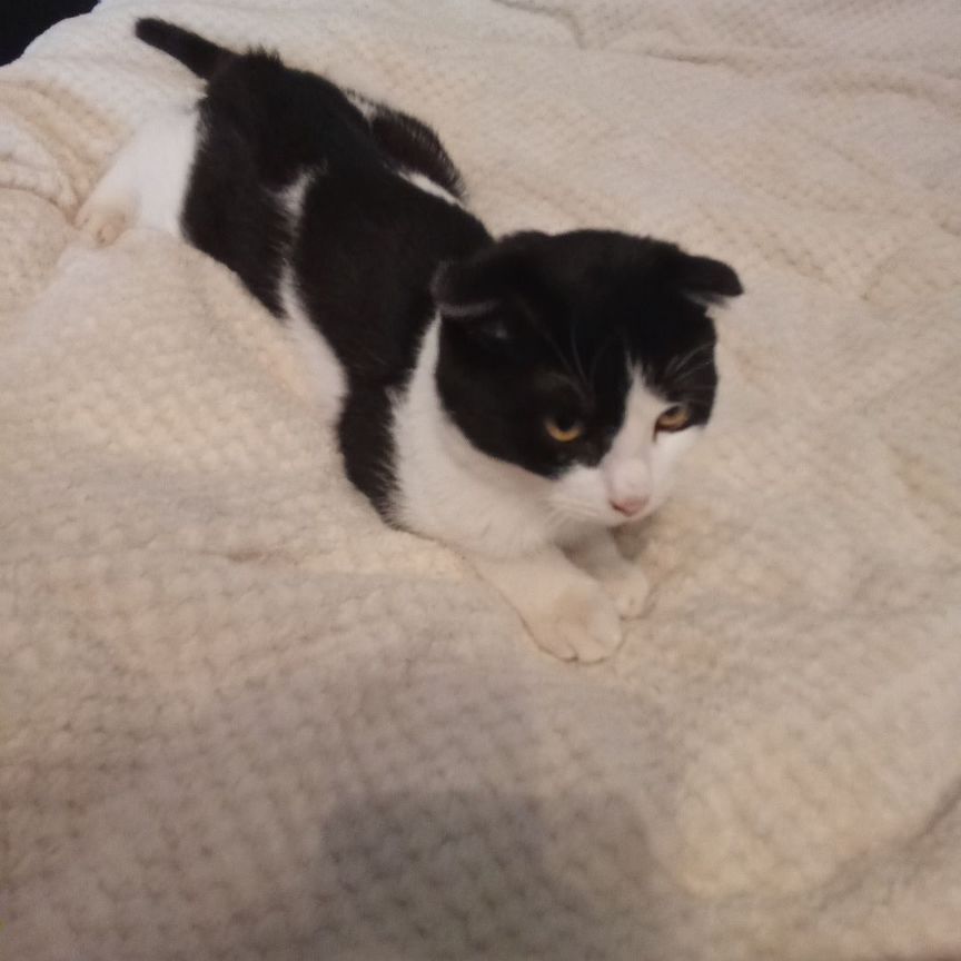 Котики цена не указано