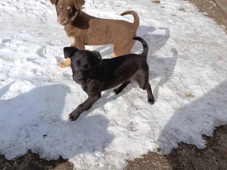 Зимние щенки 3-4 мес