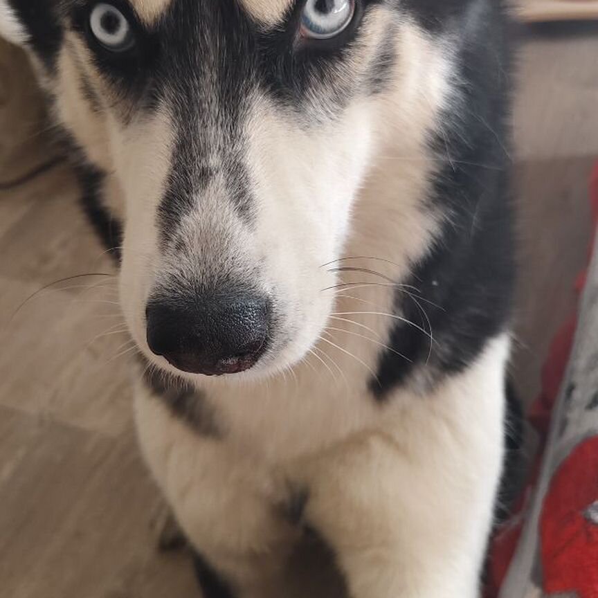 Отдам в добрые руки сибирский хаски