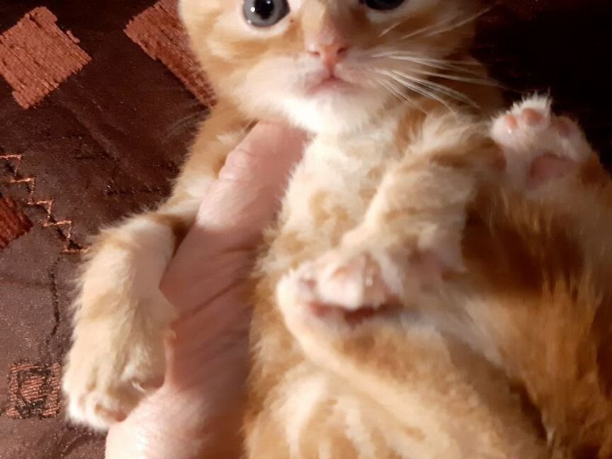 Шотландский котик Санни