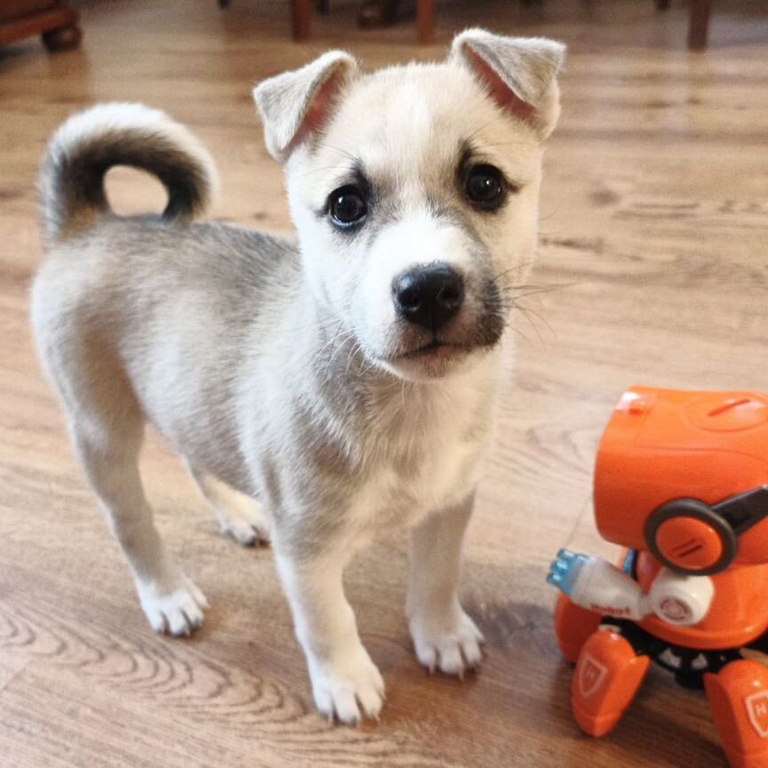 Сибирский хаски, щенок