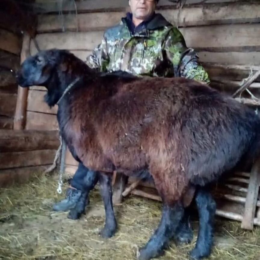 Куры,петухи