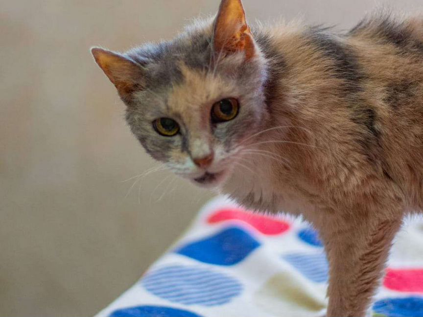 Кошка Зайка