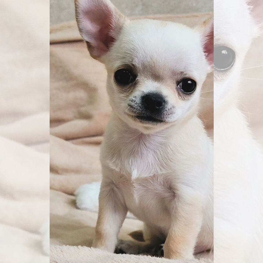 Чихуахуа, щенок