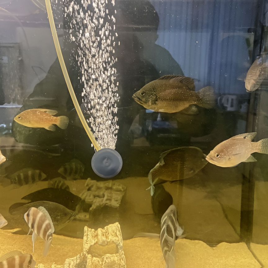 Паратиляпия поллени