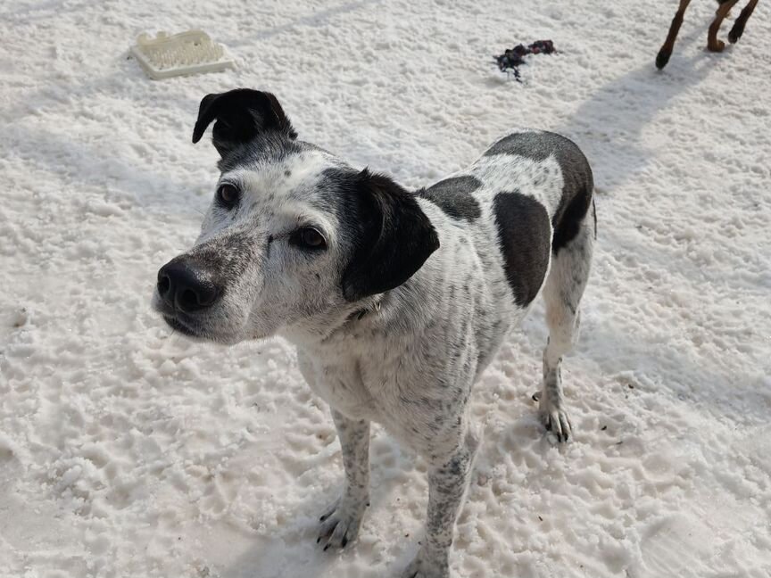 Собака в добрые руки