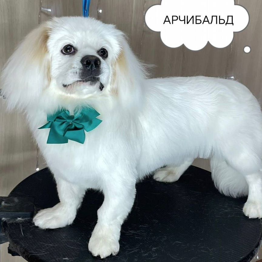 Ищет дом