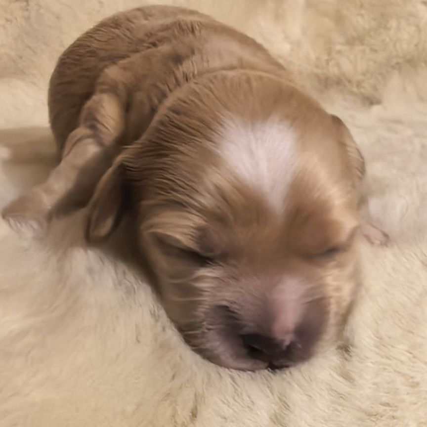 Мальтипу, щенок