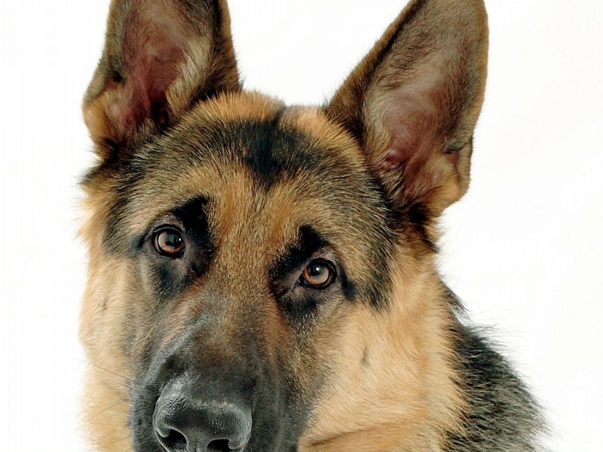 Одам в дар чистокровную овчарку